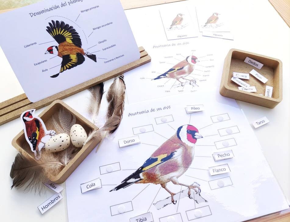 15 Birds Unit Study - Etsy