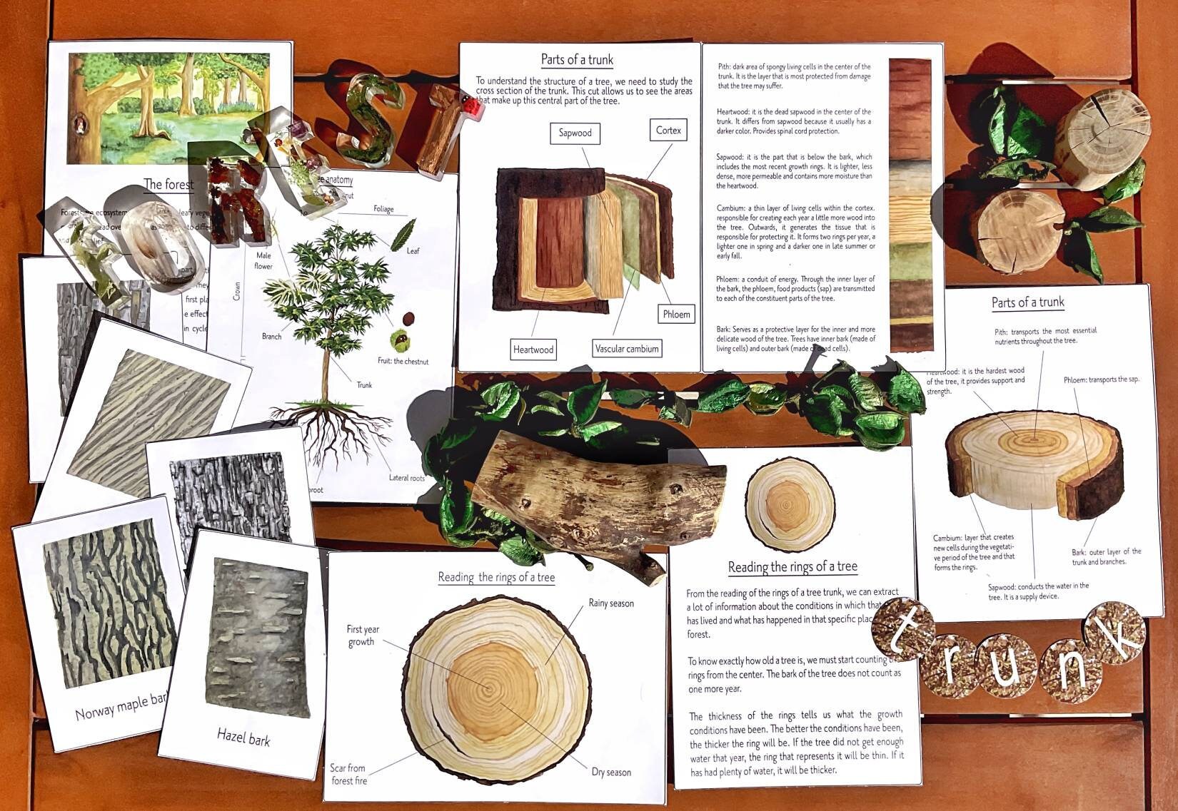 Forest Notebook complete project. Dosgorriones Mitrebol, lower case ...