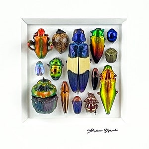 Tiny Insect Horde / Beetle Composition / Coleoptera / Entomology - Etsy
