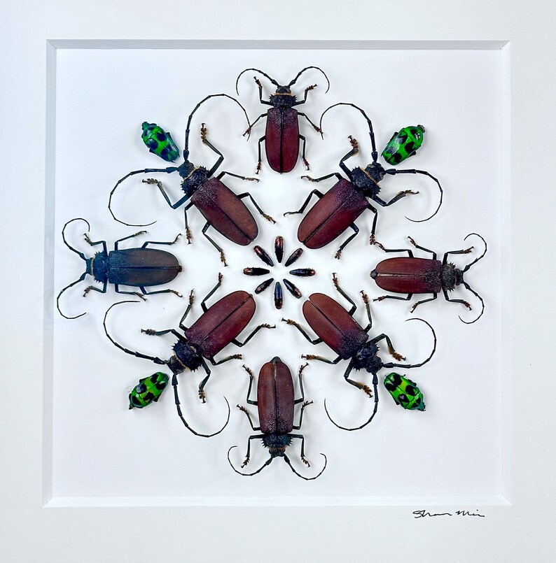 Wrought Iron / Composition / Coleoptera / Cerambycidae / Jewel Beetles ...