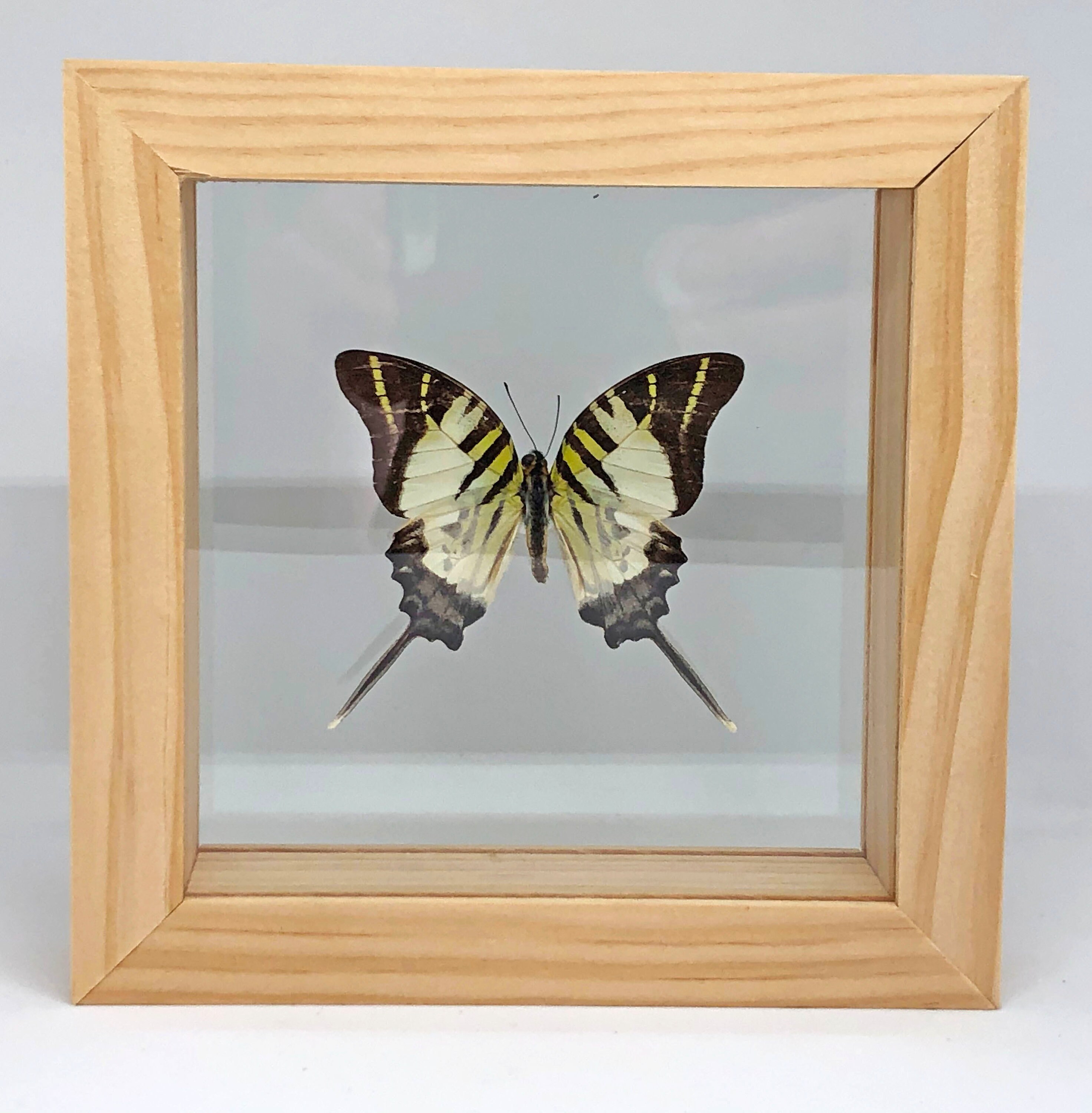 The Swordtail Swallowtail Butterfly/ Graphium Decolor / - Etsy