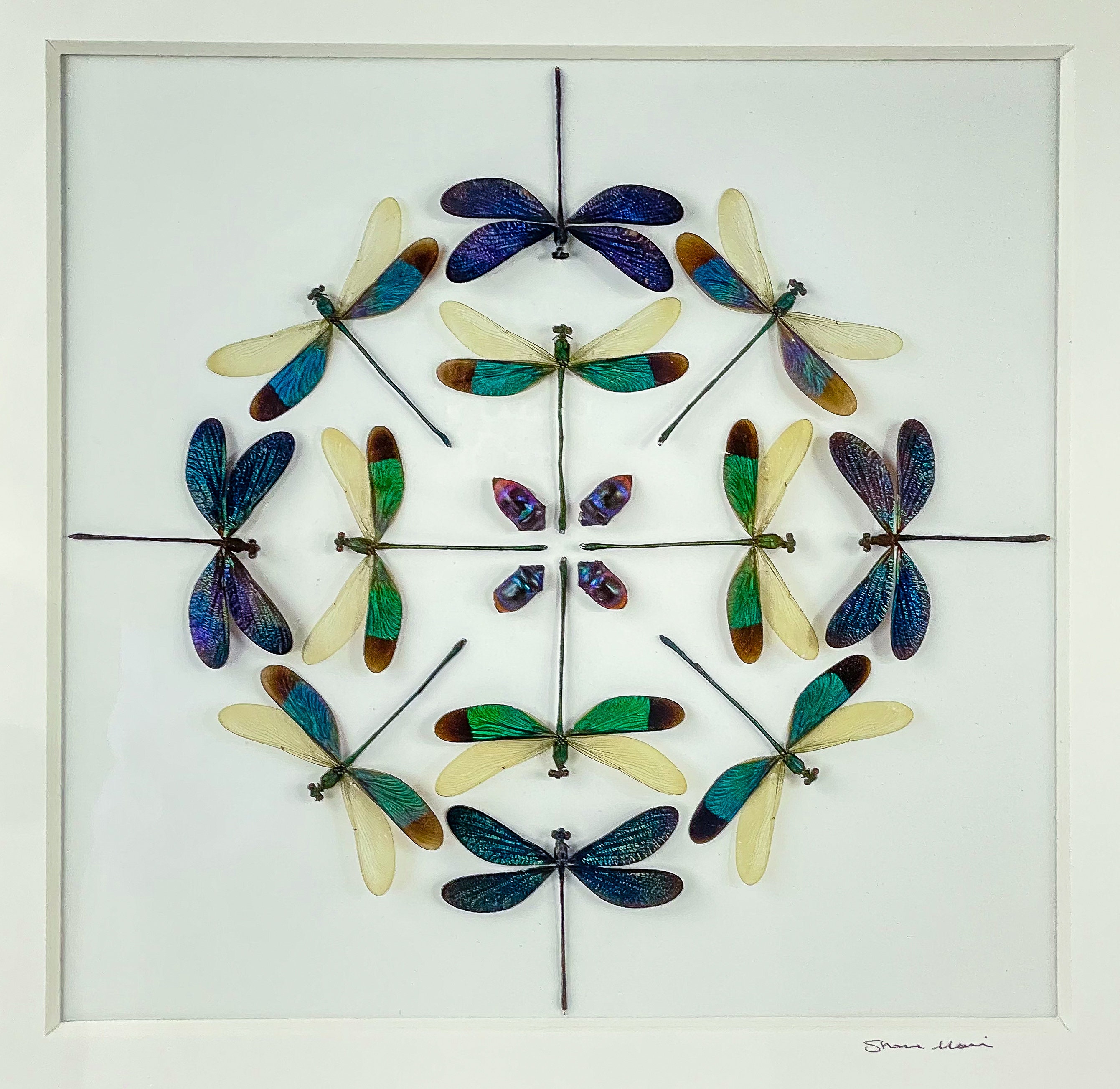 Damsels Bullseye / Composition / Euphaea Variegata / Jewel Bugs ...