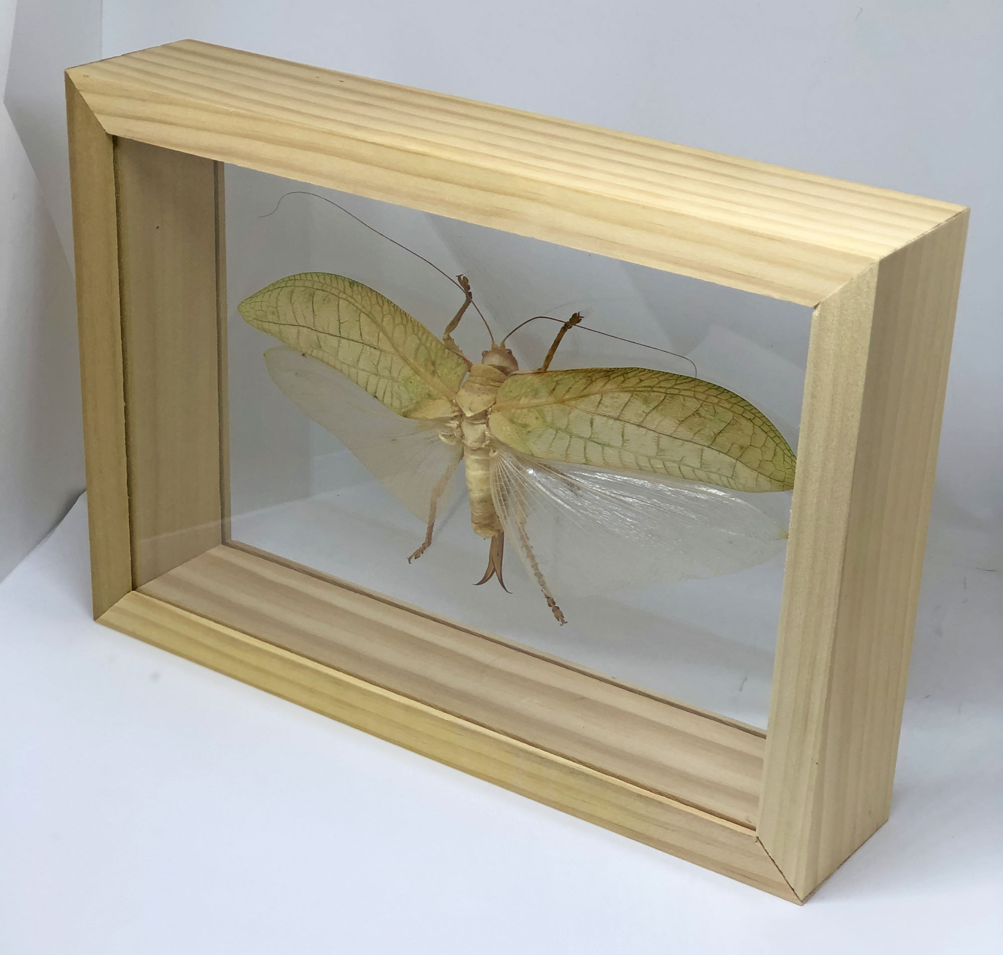 GIANT 8 KATYDID / Pseudophyllus Hercules Handpinned - Etsy