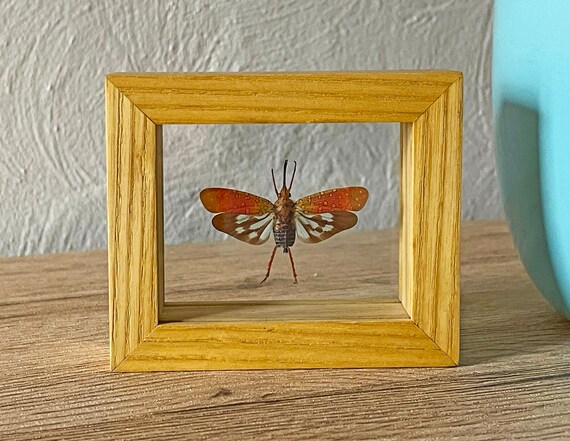 Asian Lanternfly / Pyrops Synavei / Indonesia Entomology / | Etsy