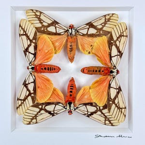 Quadratic Leopard / Lepidoptera / Areas Galactina Orientalis / Tiger ...