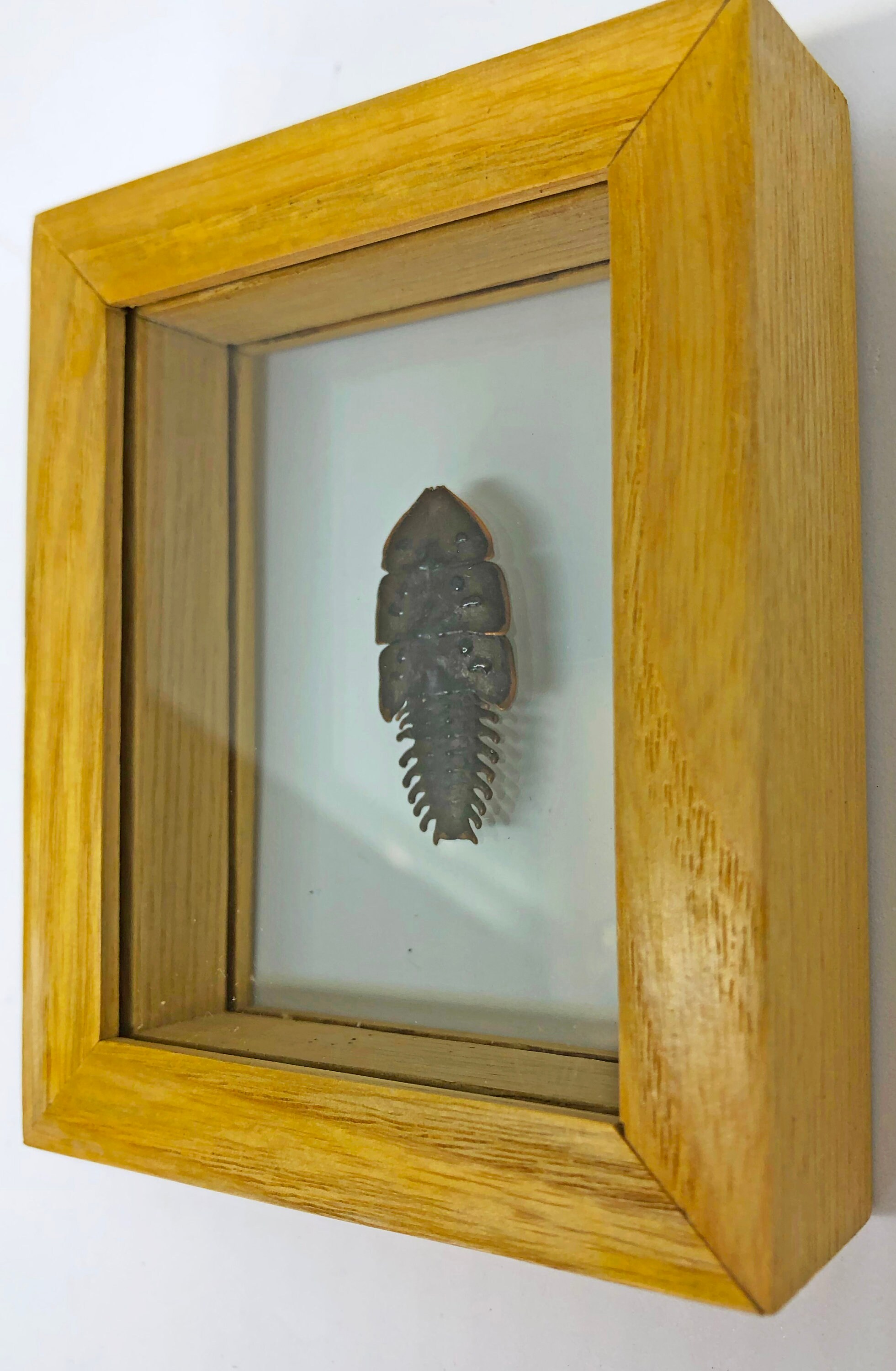 Net-winged Beetle / Trilobite Beetle / Platerodrilus / Malaysia ...