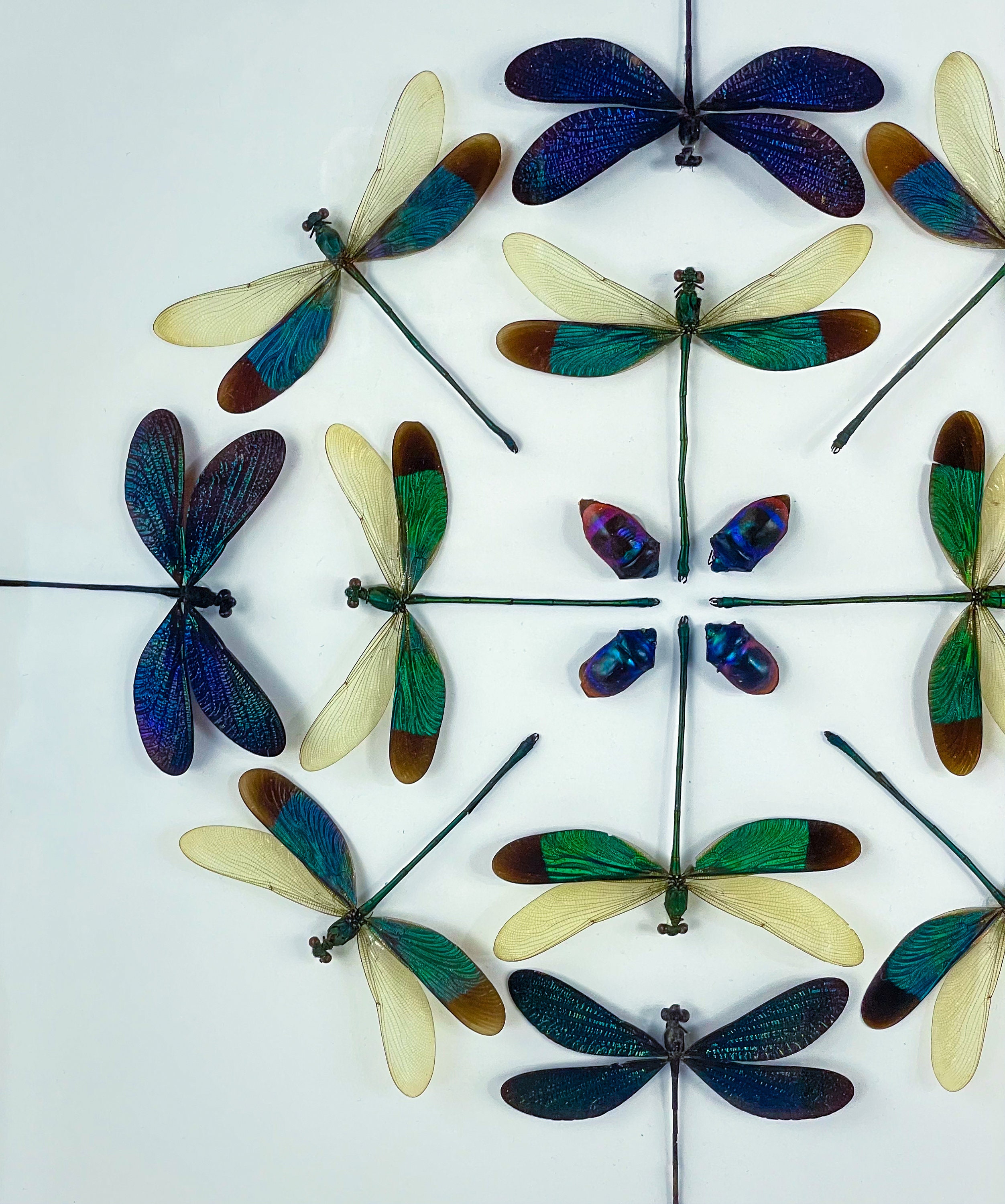 Damsels Bullseye / Composition / Euphaea Variegata / Jewel Bugs ...