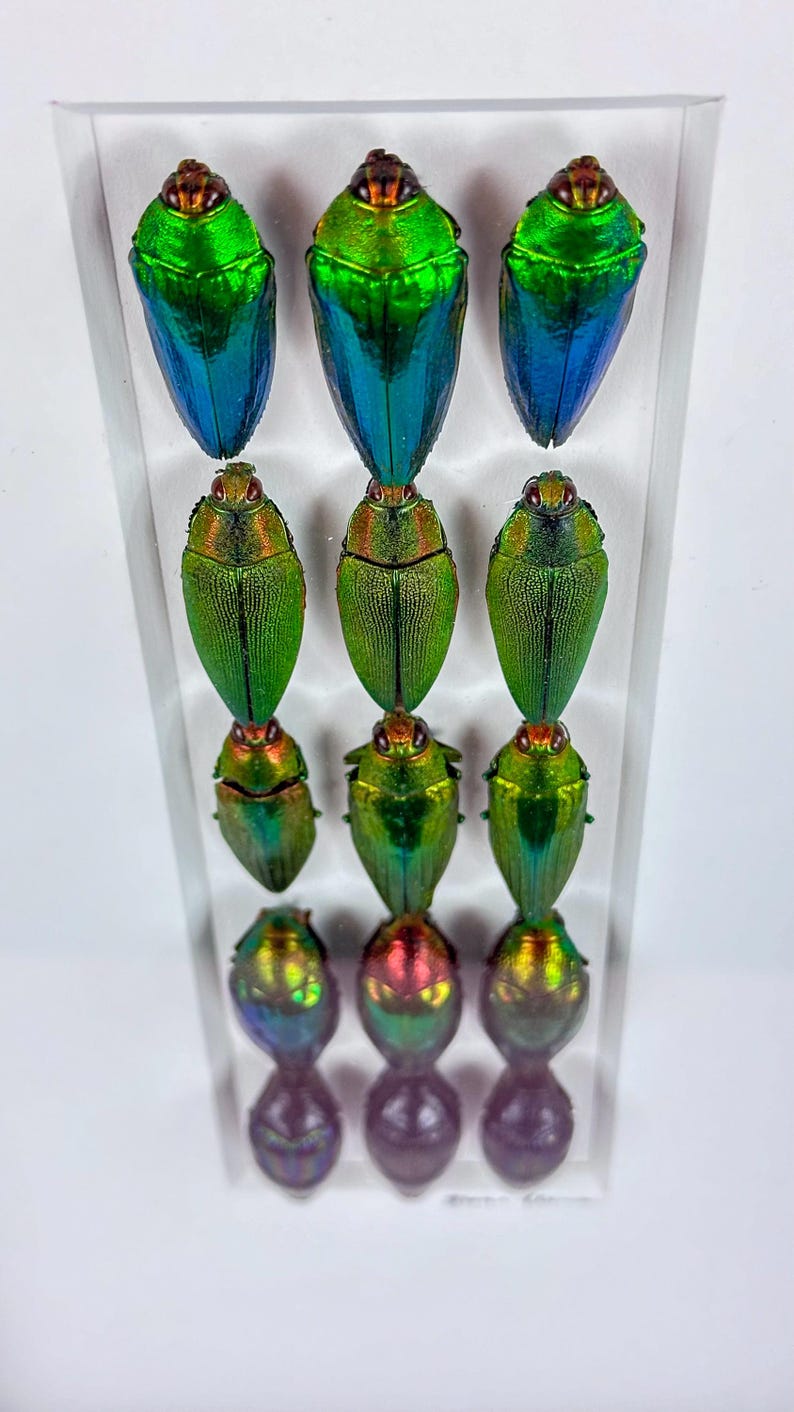 Ornamental Changes / Composition / Jewel Beetles / Coleoptera - Etsy