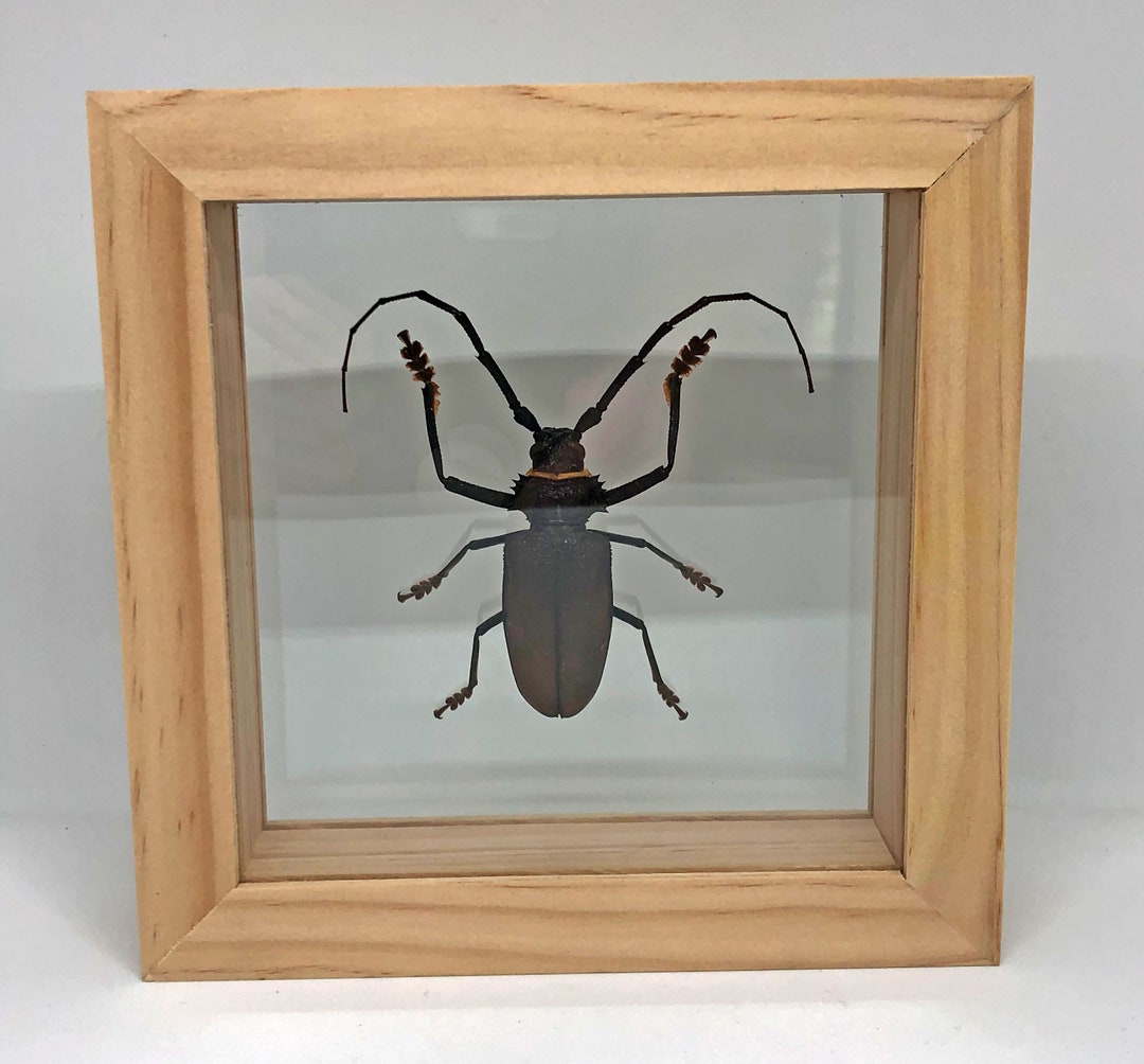 Large Longhorn Beetle / Cerambycidae / Madagascar Entomology / Insect ...