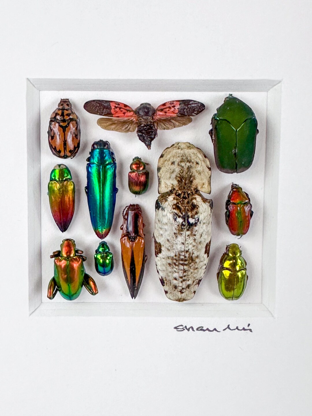 Small Beetle Mosaic 5 / Insect Composition / Coleoptera / Lepidoptera ...