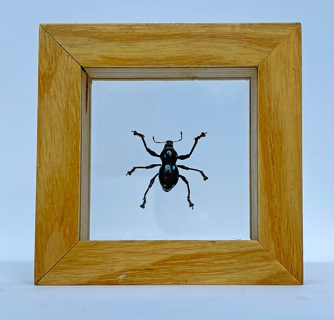 The Rainbow Weevil Beetle / Pachyrrhynchus Congestus / Philippines ...