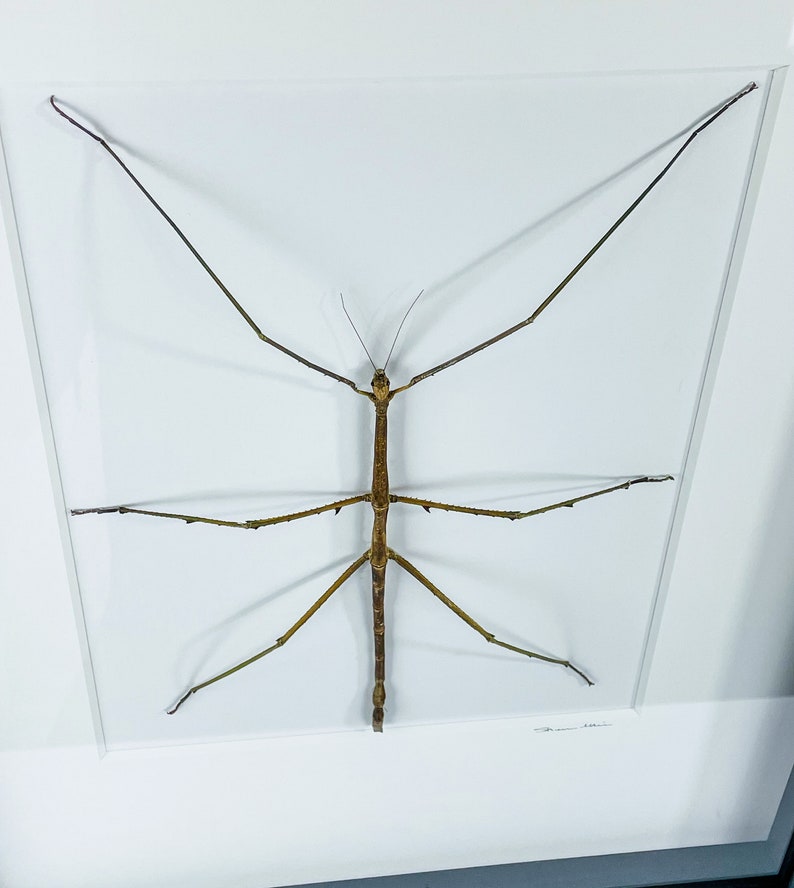 GIANT Walking Stick / Goliath Stick Insect / Australia / Phasmatidae ...