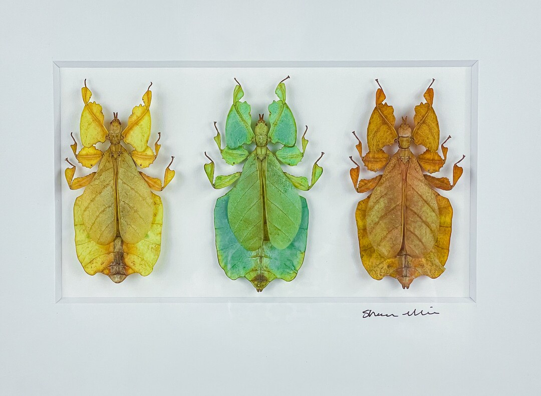 Phyllium Triune / Phyllium Pattern / Phyllium / Philippines ...