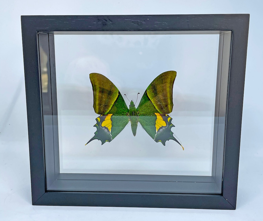 RARE Swallowtail Butterfly/ Kaiser-i-Hind Butterfly / Teinopalpus ...