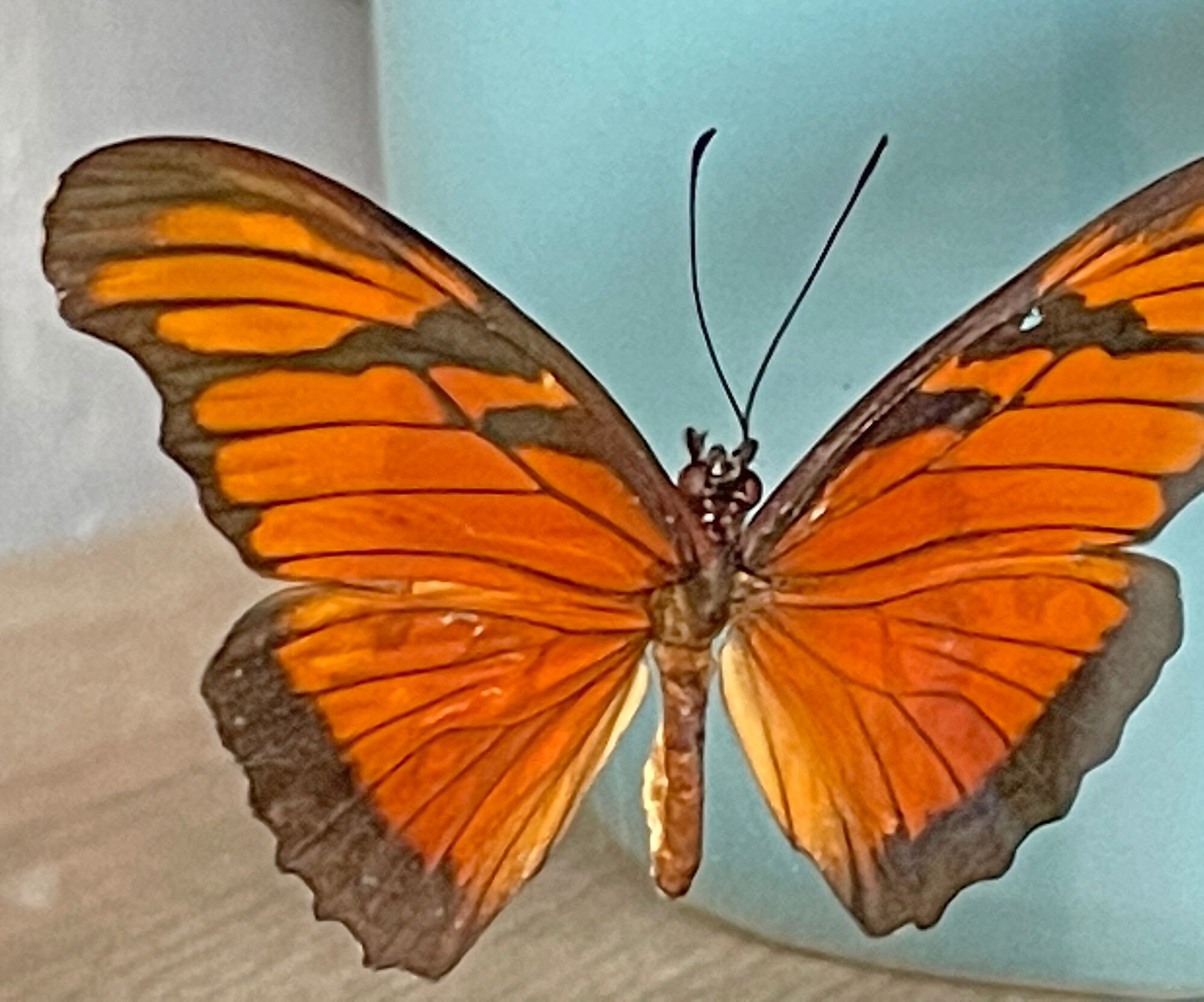 Silver-spotted Flambeau Butterfly / Juno Longwing Butterfly / Dione ...