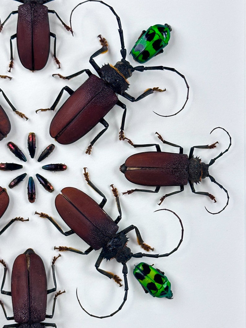 Wrought Iron / Composition / Coleoptera / Cerambycidae / Jewel Beetles ...