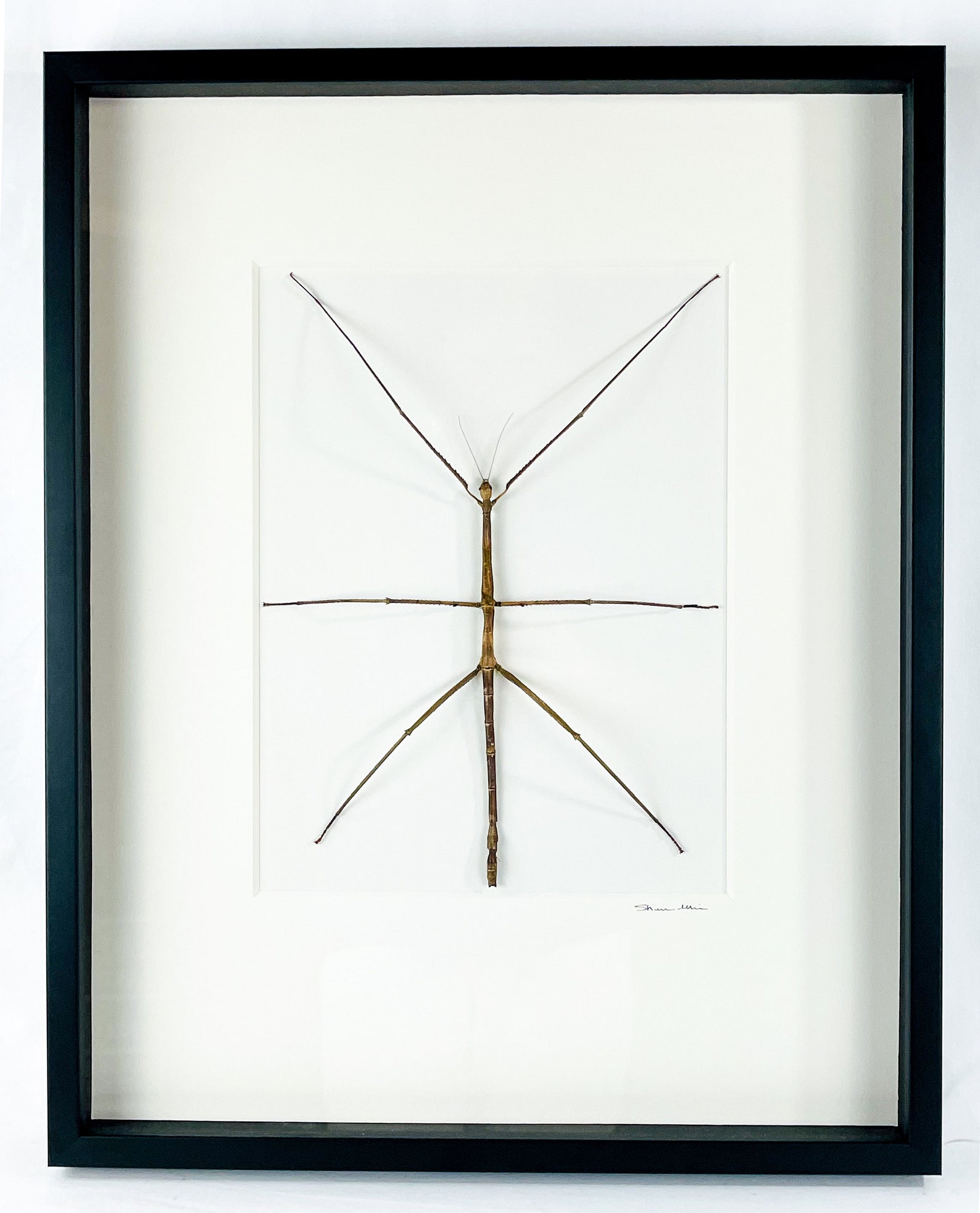 GIANT Walking Stick / Goliath Stick Insect / Australia / Phasmatidae ...