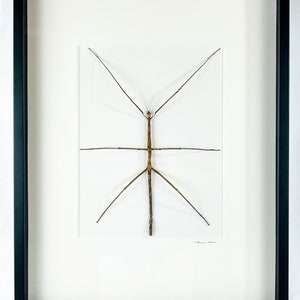 GIANT Walking Stick / Goliath Stick Insect / Australia / Phasmatidae ...