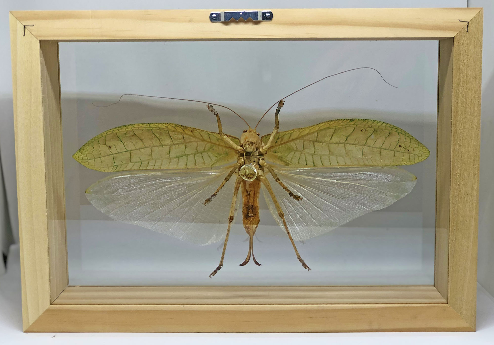 GIANT 8 KATYDID / Pseudophyllus Hercules Handpinned - Etsy