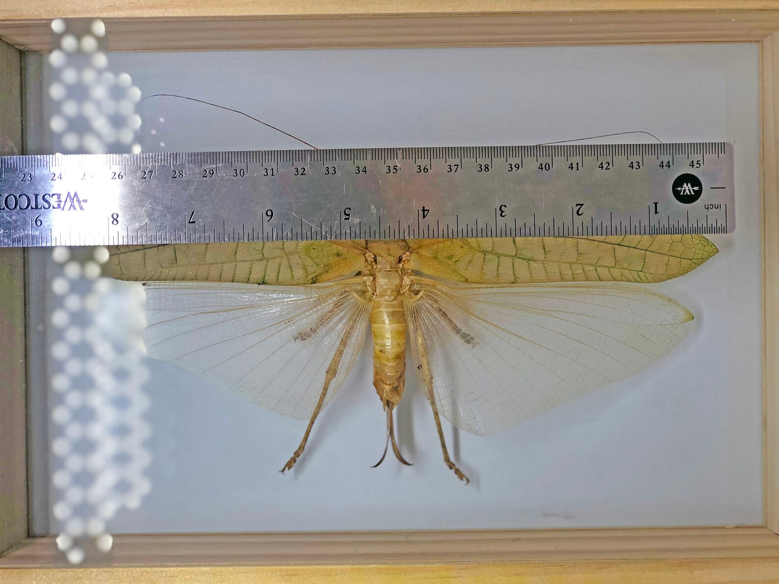GIANT 8 KATYDID / Pseudophyllus Hercules Handpinned - Etsy