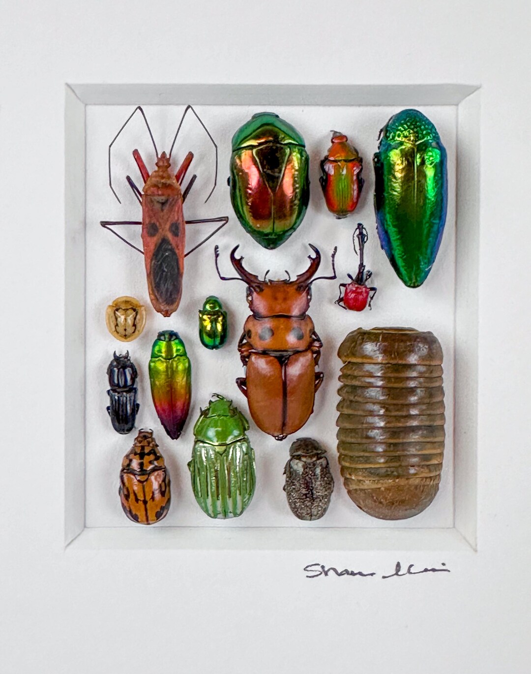Small Beetle Mosaic 4 / Insect Composition / Coleoptera / Lepidoptera ...