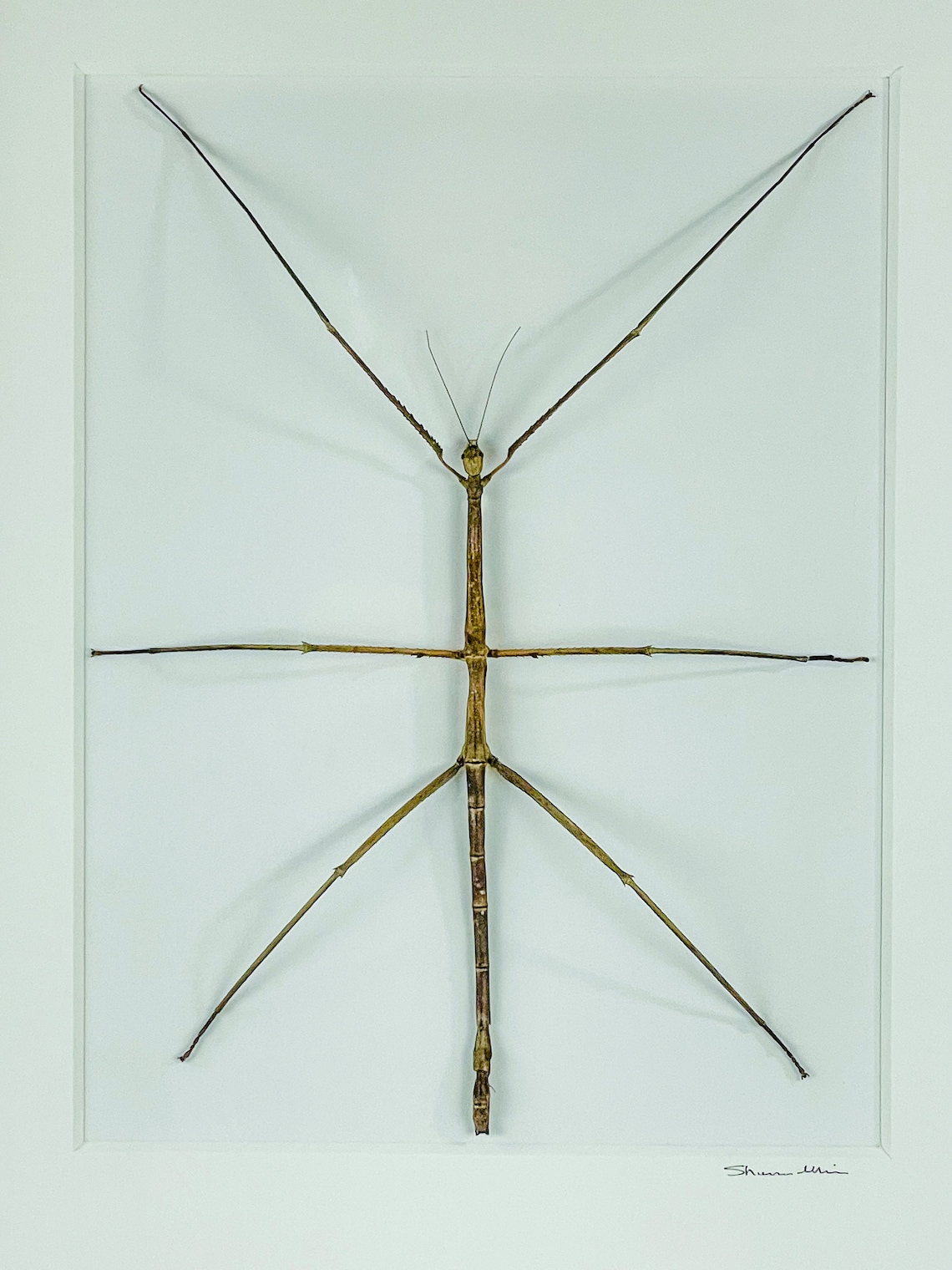 GIANT Walking Stick / Goliath Stick Insect / Australia / Phasmatidae ...