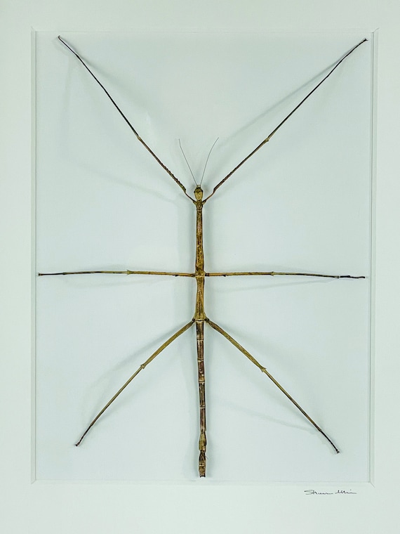 Goliath Stick Insect