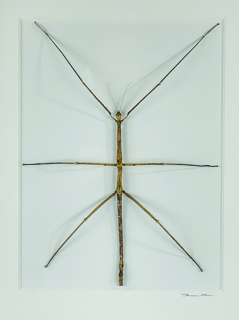 GIANT Walking Stick / Goliath Stick Insect / Australia / Phasmatidae ...