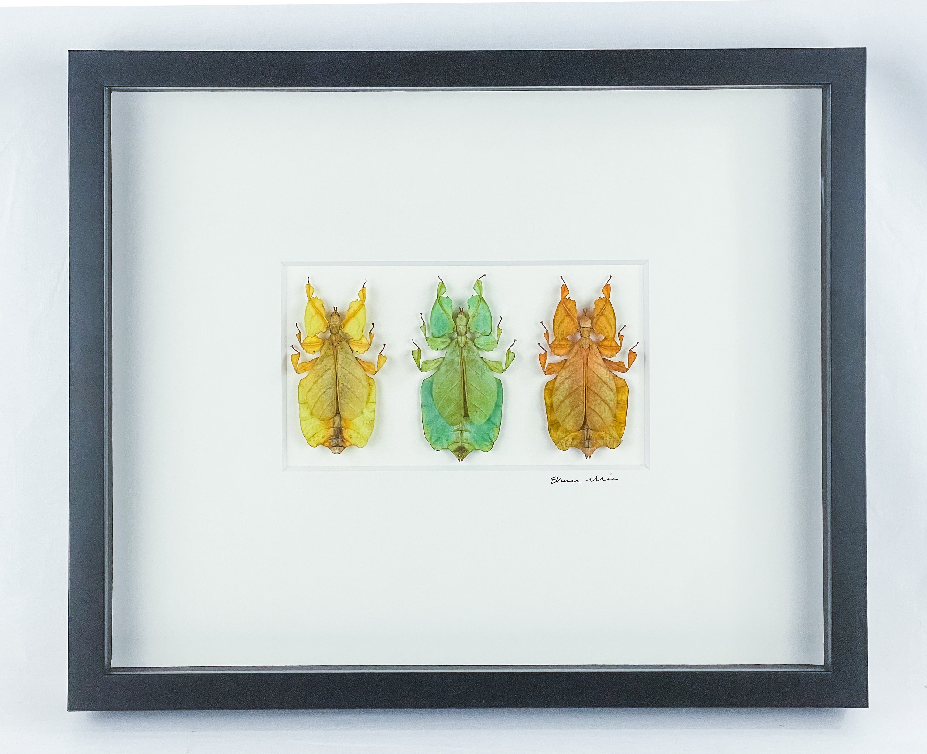 Phyllium Triune / Phyllium Pattern / Phyllium / Philippines ...