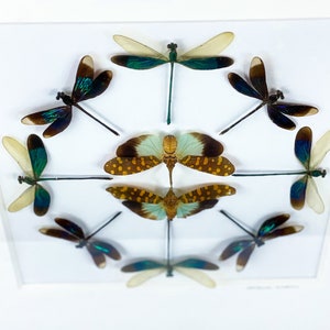 Damsels En Lantern / Composition / Euphaea Variegata / Pyrops Intricata ...