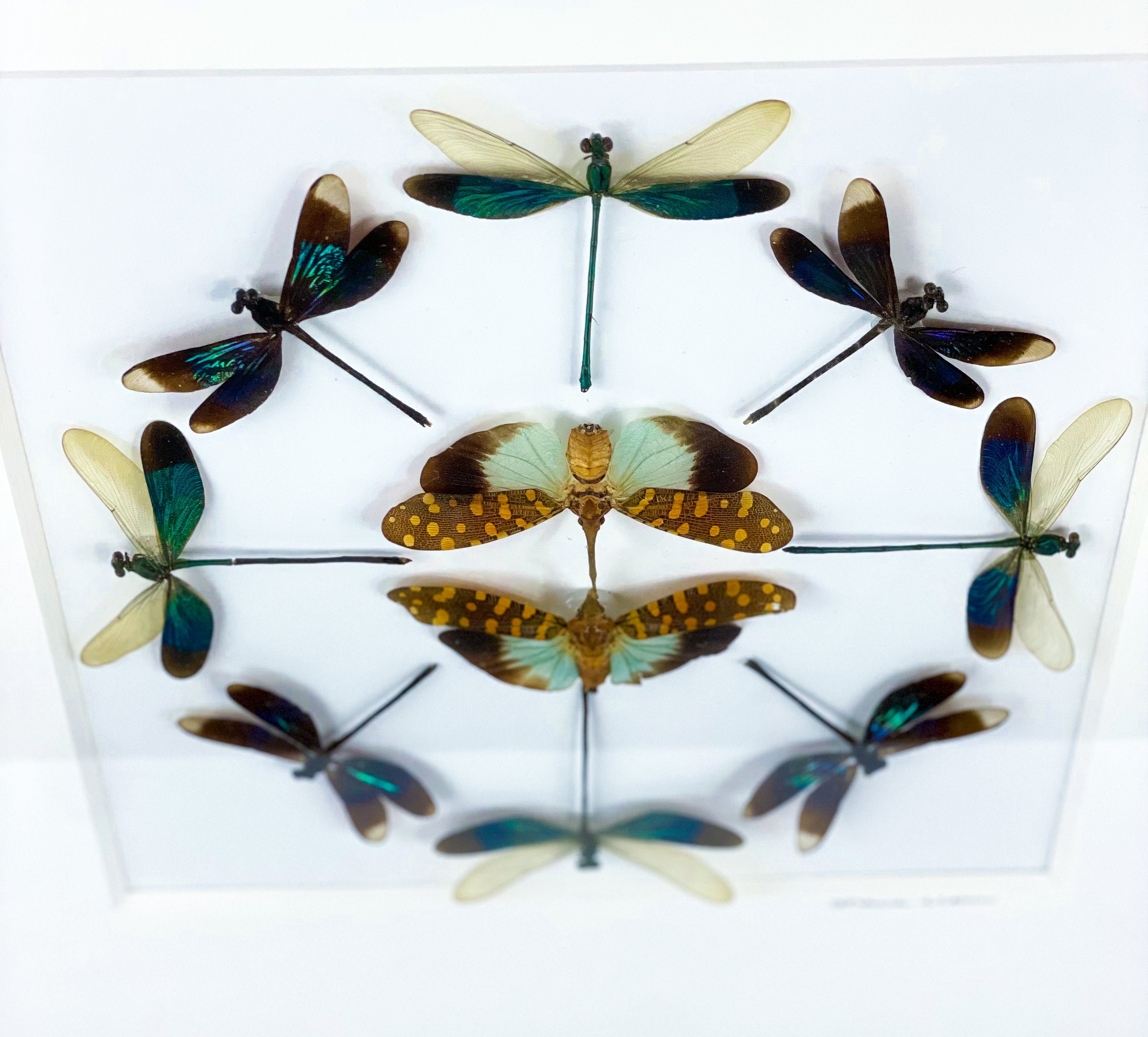 Damsels En Lantern / Composition / Euphaea Variegata / Pyrops Intricata ...