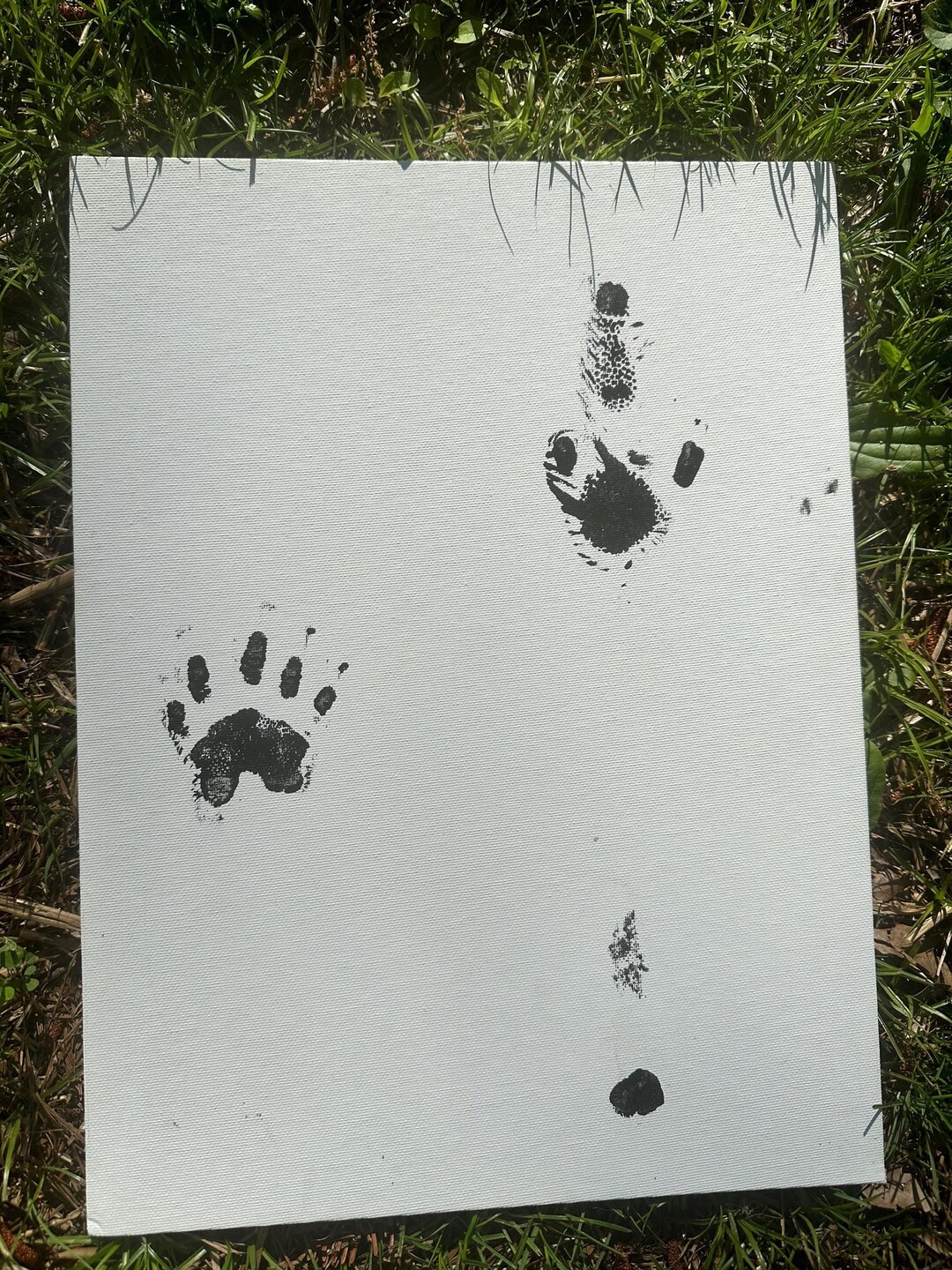 Red Kangaroo Foot Print - Etsy