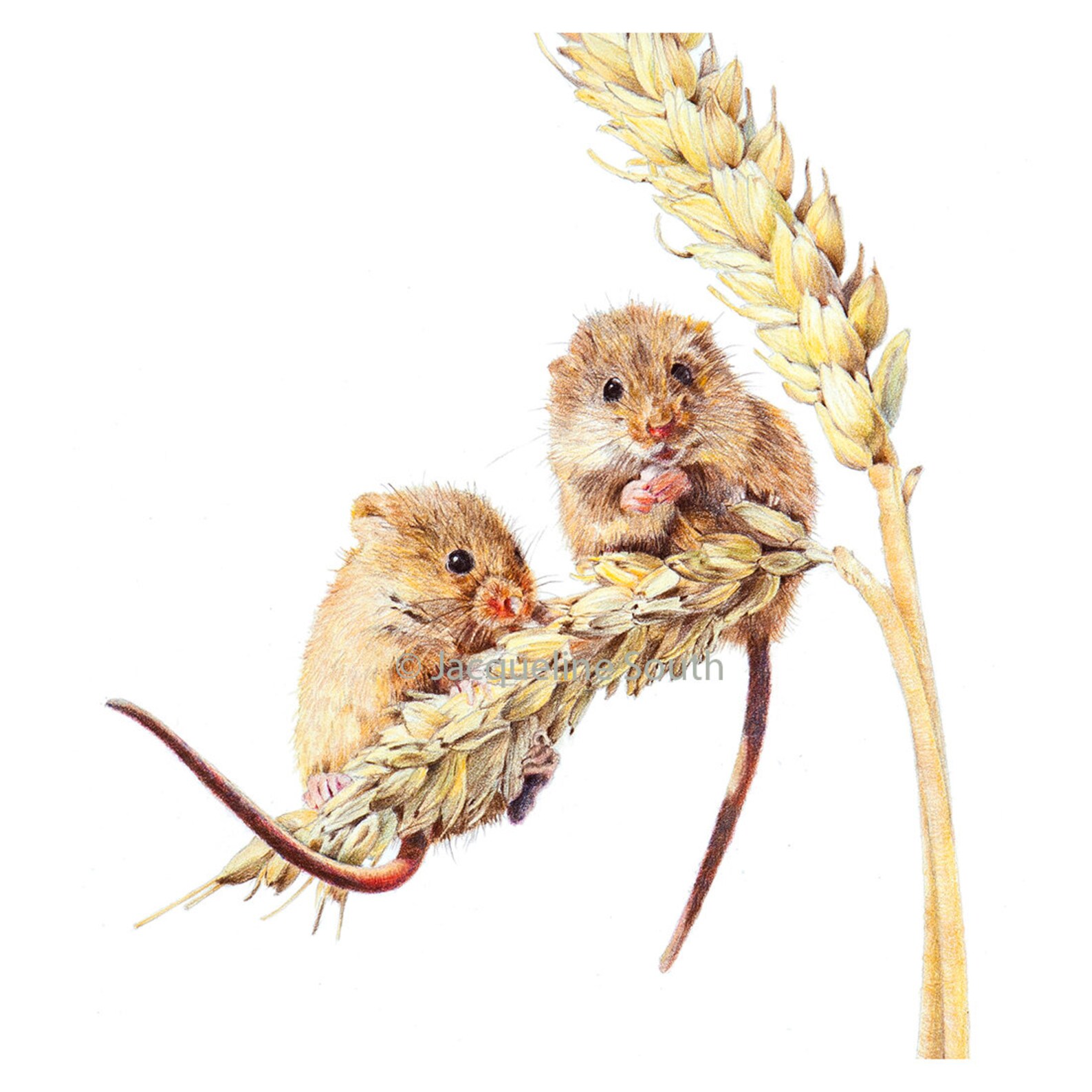 Harvest Mice Limited Edition Print - Etsy