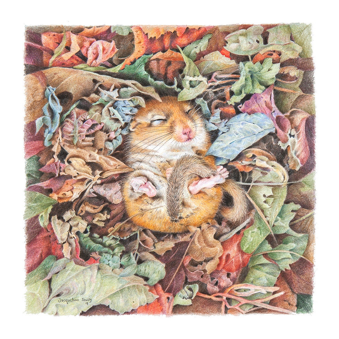 Dormouse Limited Edition Print - Etsy