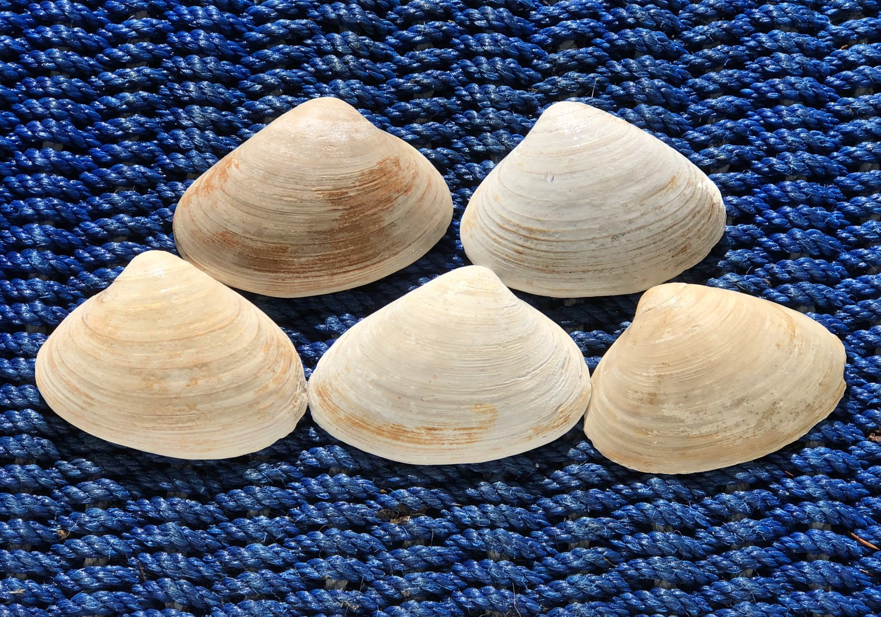 Atlantic Surf Clam Shells From Maine (READ DESCRIPTION!) - Etsy