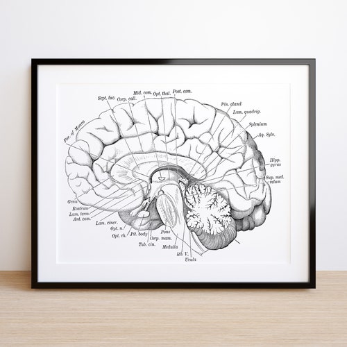 Neurology Art Anatomical Brain Poster Medical Decor - Etsy