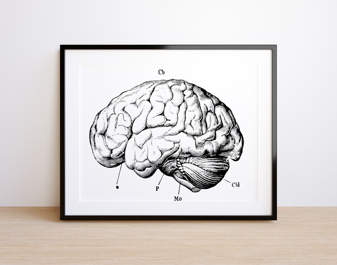 Anatomy Brain Art-antique Brain Print Anatomy Décor Anatomical Art ...