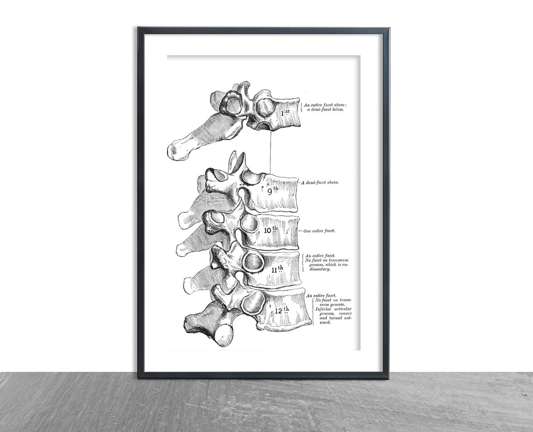 Anatomy Antique Spine Print Anatomy Décor Anatomical Art Patent Prints ...