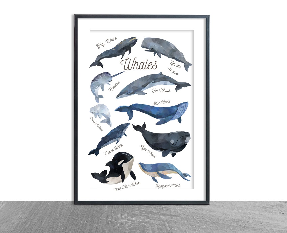 Whale Print Labelled Whales of the World-cetacea-nursery - Etsy UK