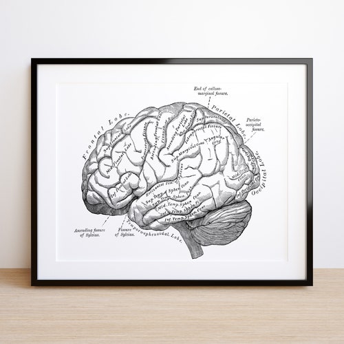 Neurology Art Anatomical Brain Poster Medical Decor - Etsy