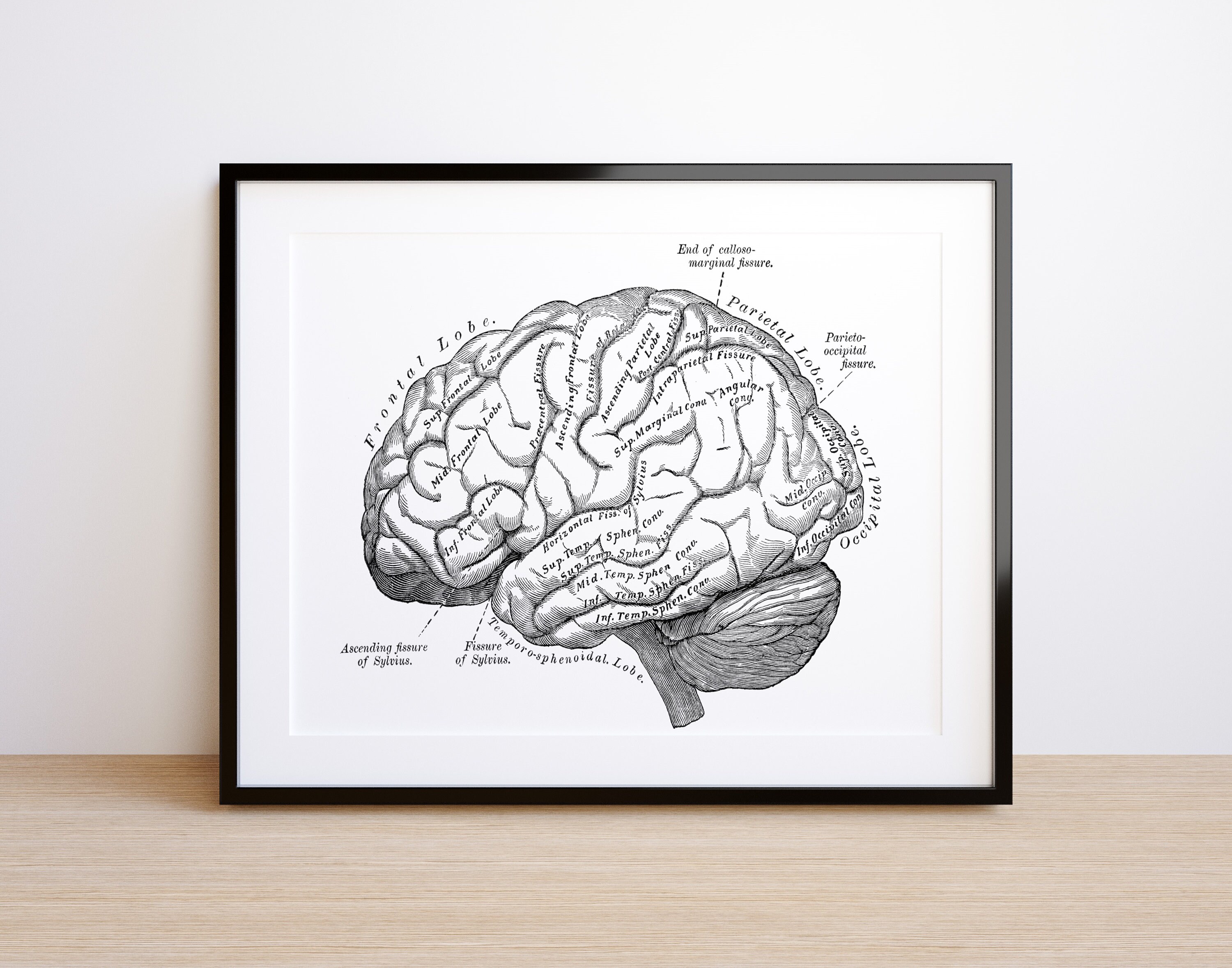 Anatomy brain art-Antique brain print Anatomy décor Anatomical | Etsy