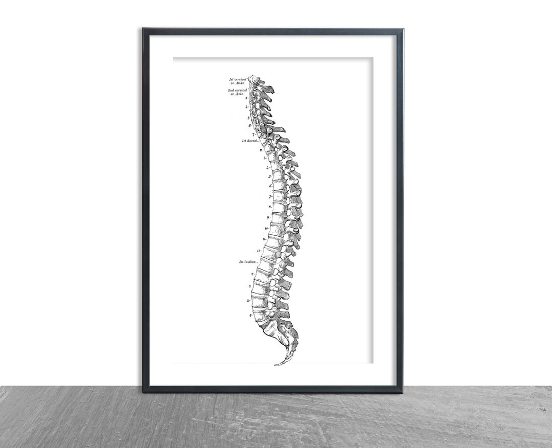 Anatomy Antique Spine Print Anatomy Décor Anatomical Art Patent Prints ...