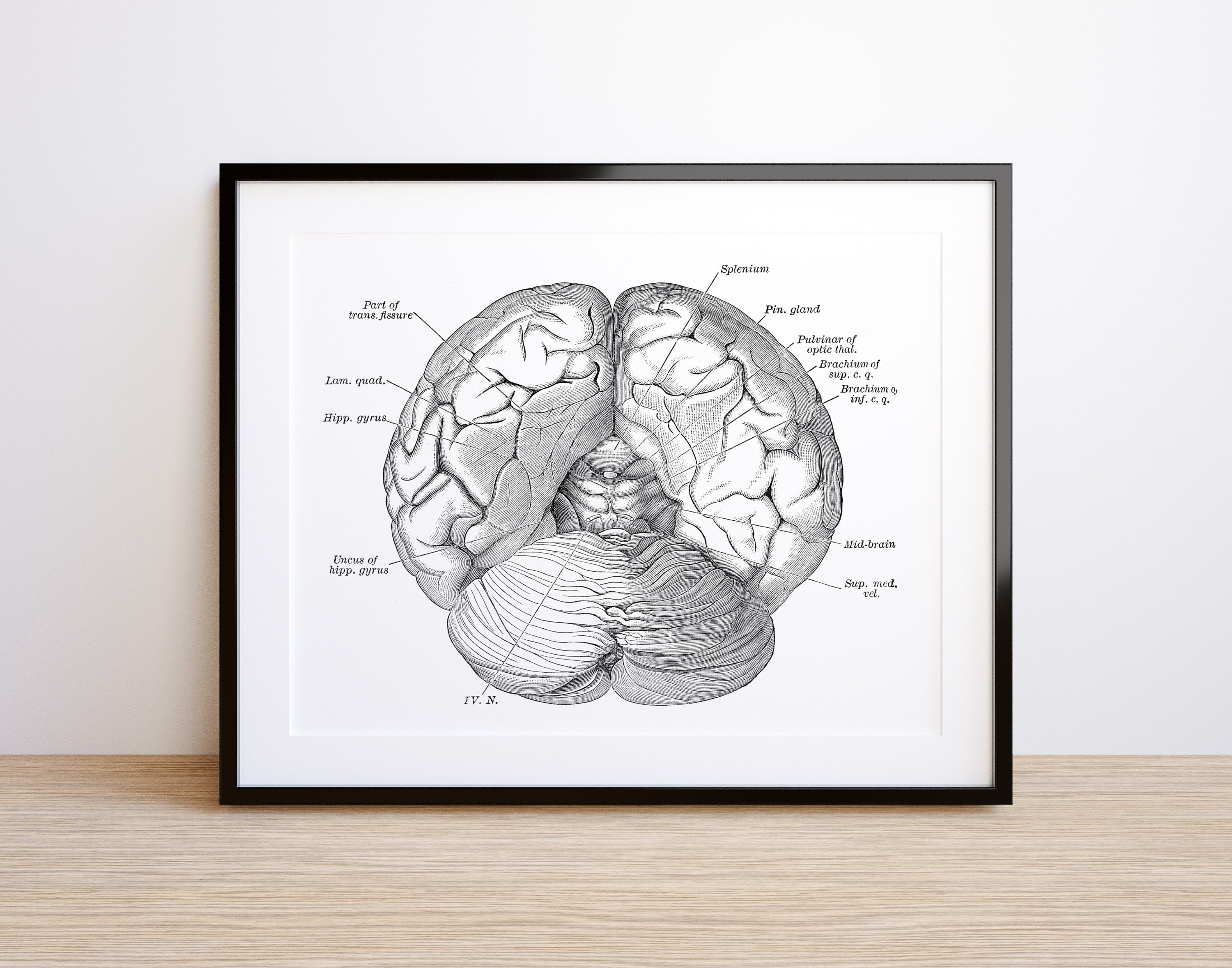 Anatomy brain art-Antique brain print Anatomy décor Anatomical | Etsy