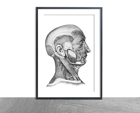 Face Side Profile Anatomy