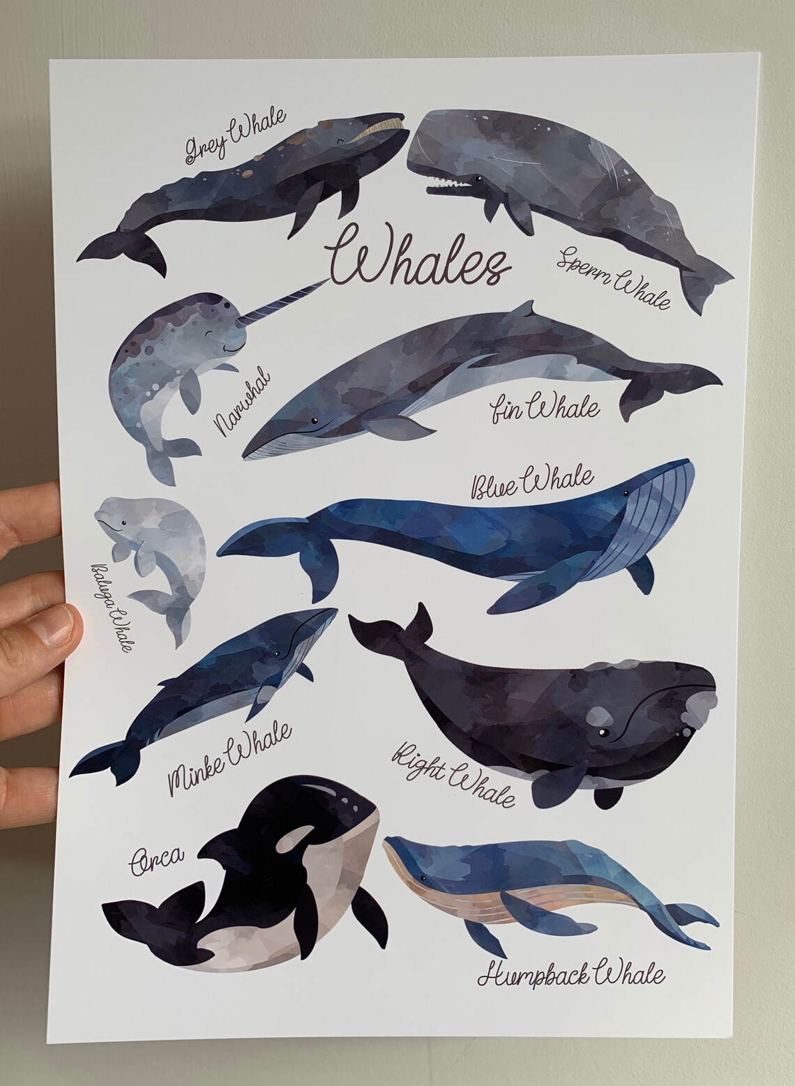 Whale Print Labelled Whales of the World-cetacea-nursery | Etsy UK