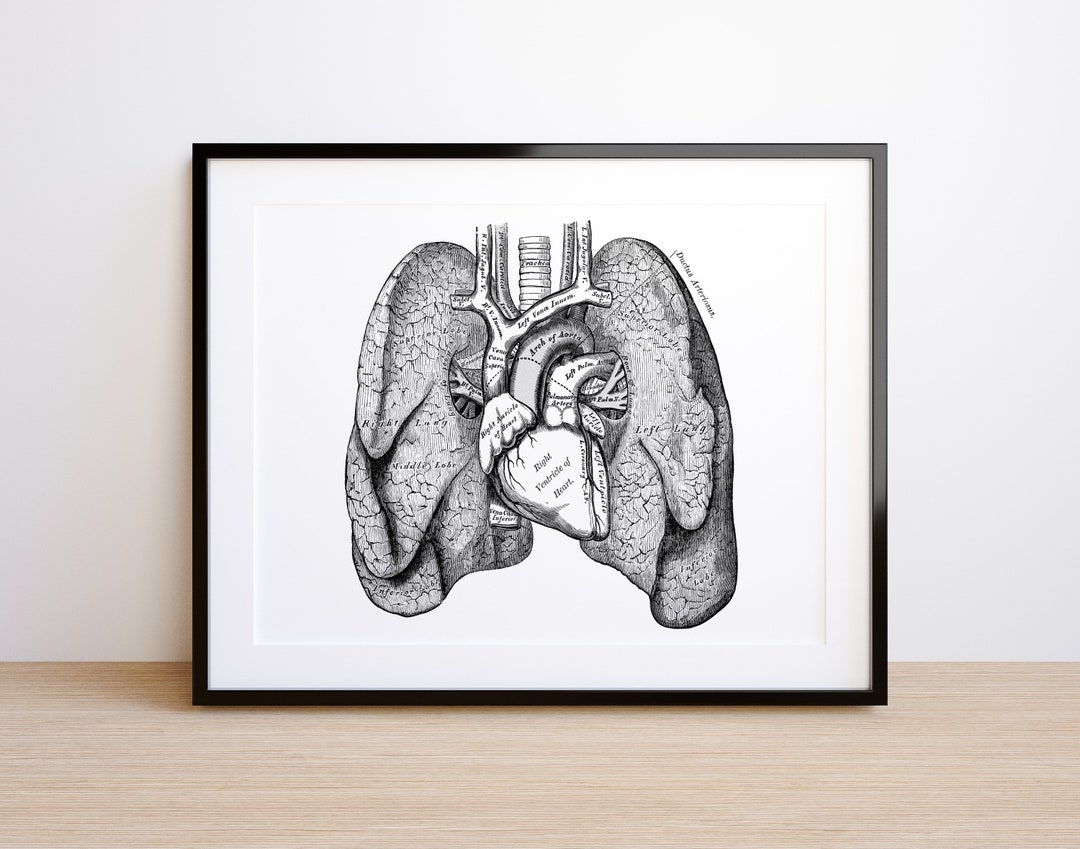 Anatomy Lungs Antique Print Anatomy Décor Anatomical Art Patent Prints ...