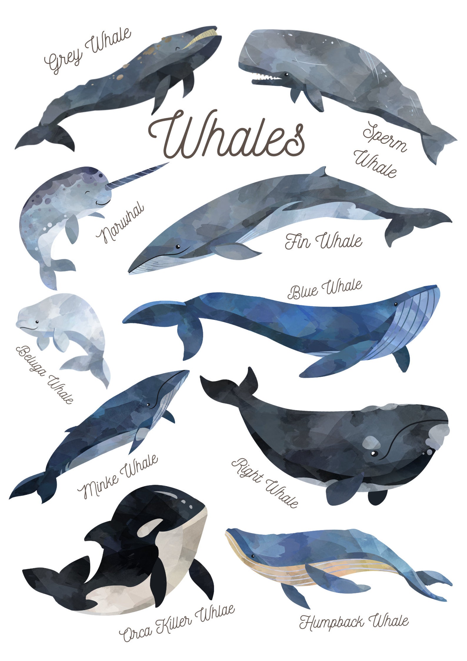 Whale Print Labelled Whales of the World-cetacea-nursery - Etsy UK