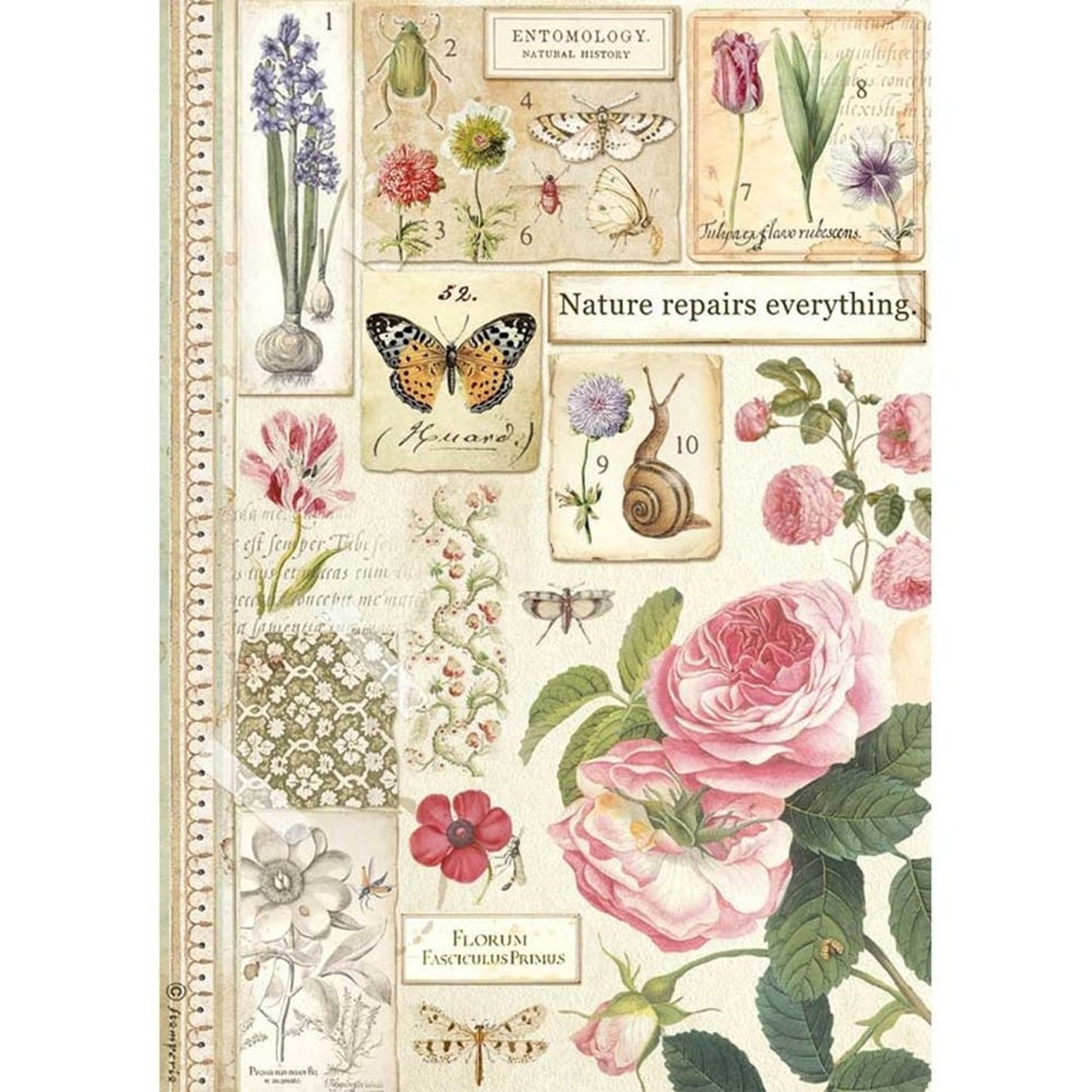 Botanical and Entomology Rice Paper by Stamperia With Vintage Field ...