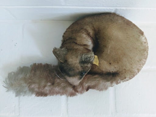 Steiff dormy Siebenschlaefer Dormouse Vintage Plush Toy - Etsy