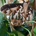 Cottagecore Moth Forest Shelf Decor - Etsy